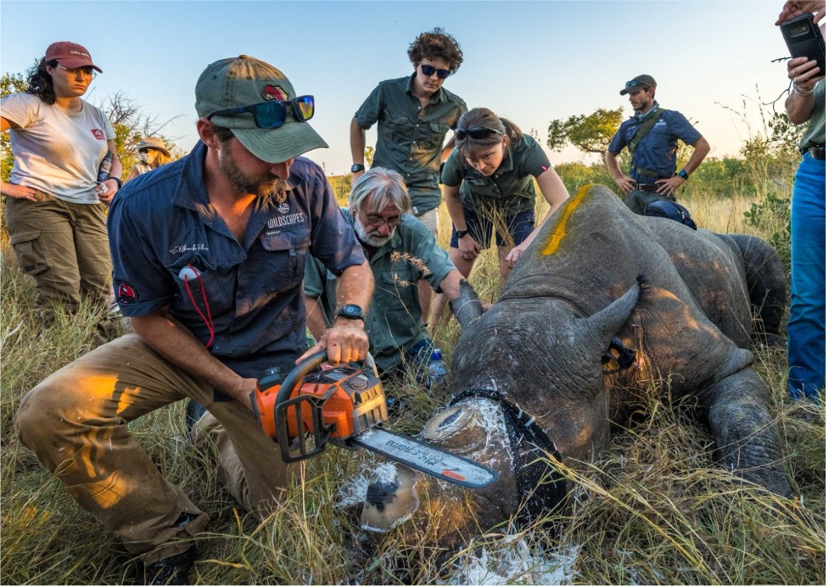 Une étude révèle que le retrait des cornes de rhinocéros est le ...