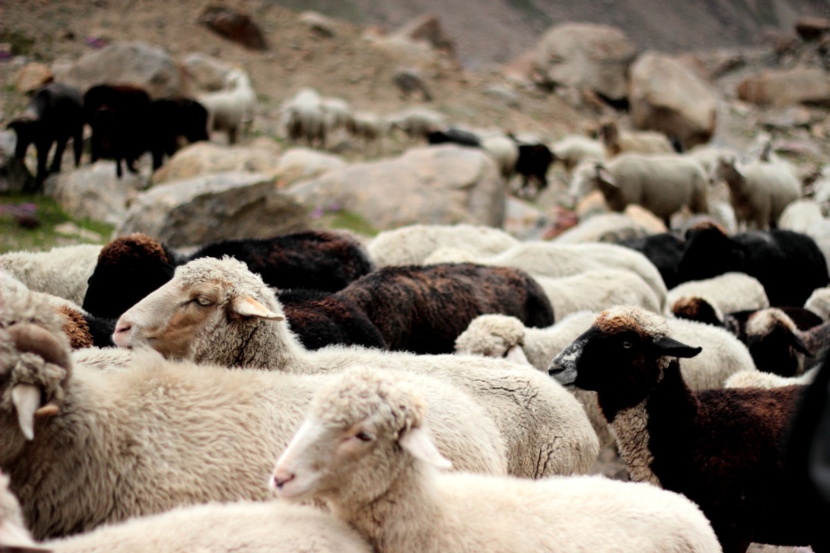 Tracing the domestication of sheep in India