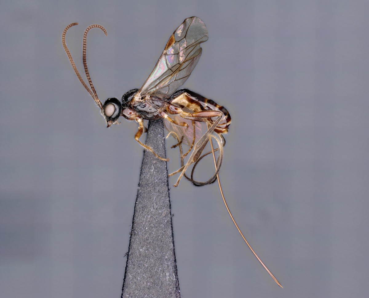 New wasp genus from the Western Ghats