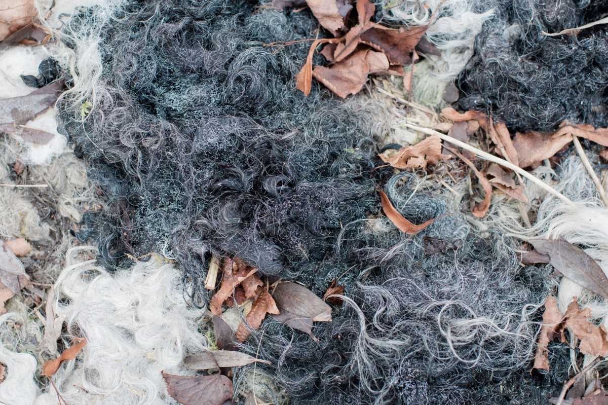 Waste human hair, chicken feathers and animal wool yield high-value ...
