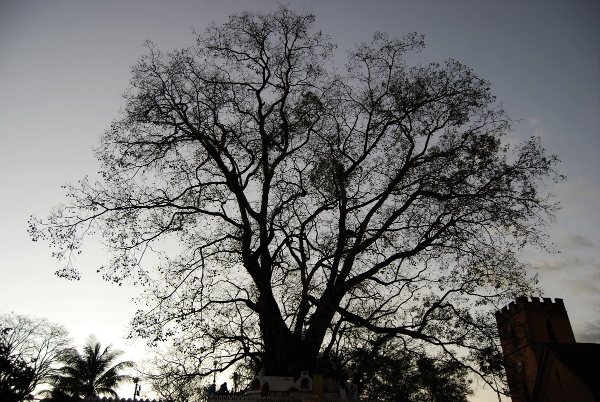 Why do banyan and peepal trees live so long?