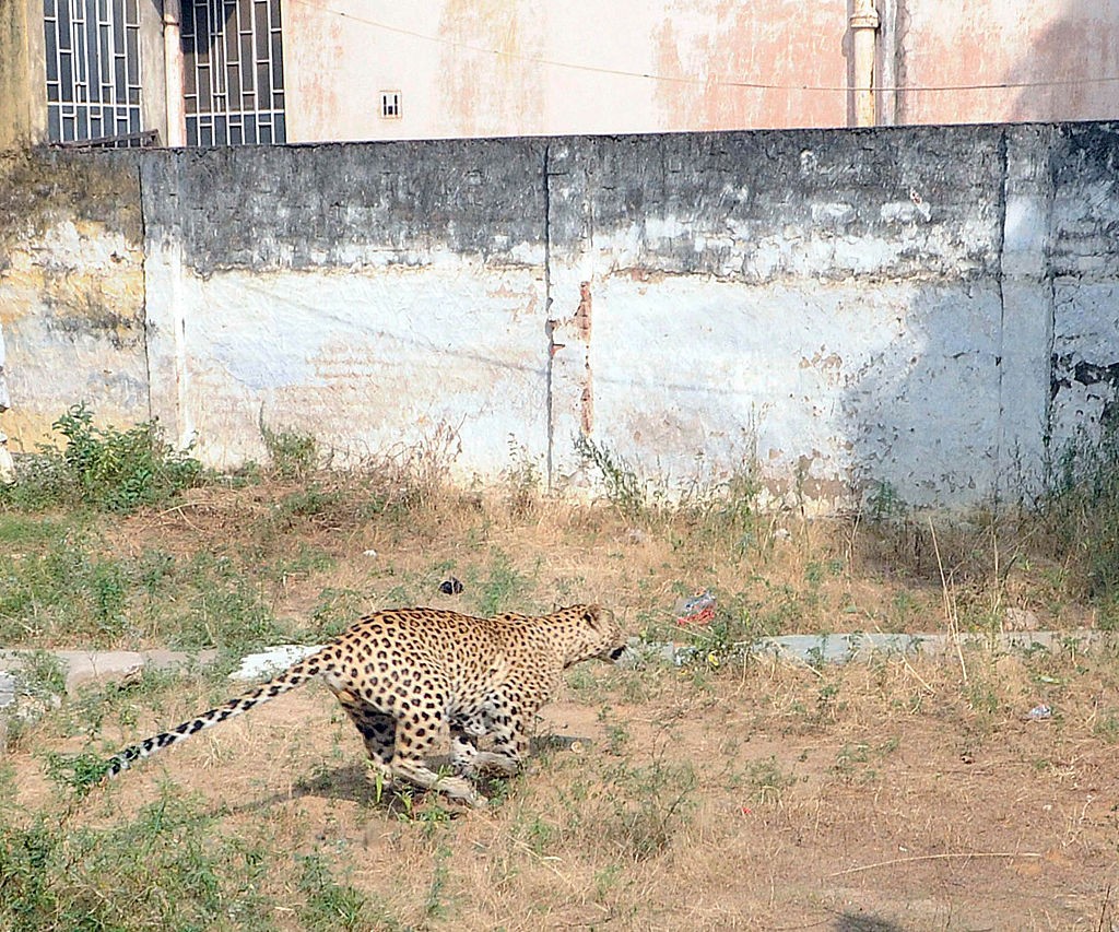 India has the most attacks on humans by tigers, leopards and wolves