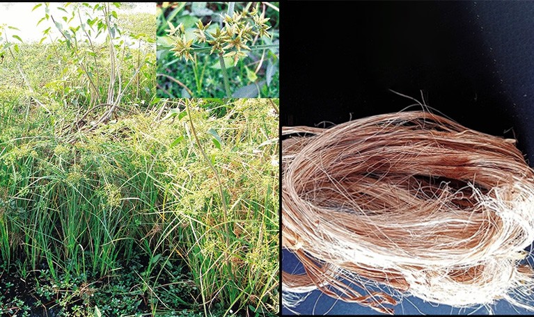 A grass-like plant yields natural fibre