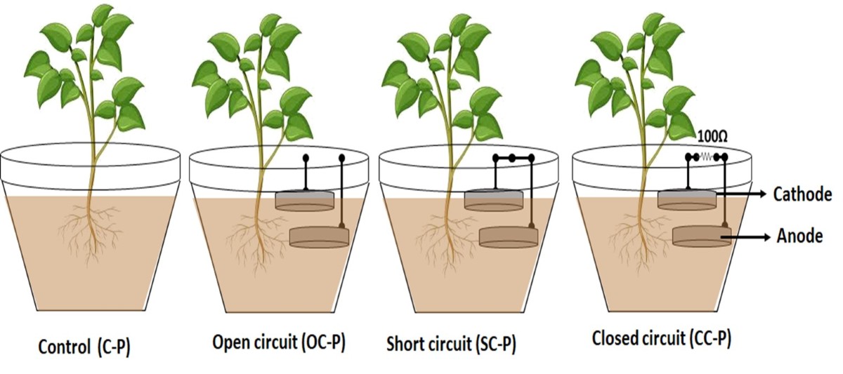 Low current around roots boosts plant growth