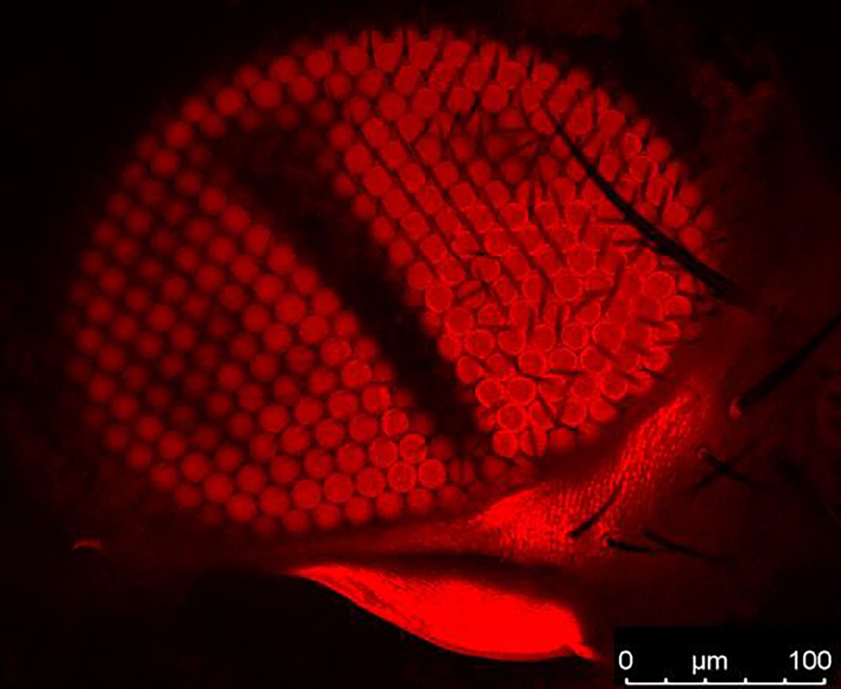 Organic dye lights up an essential protein in living cells