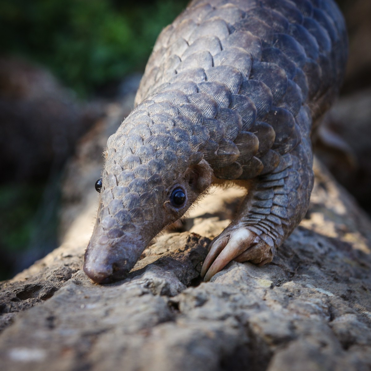Illegal pangolin trade continues unabated in India