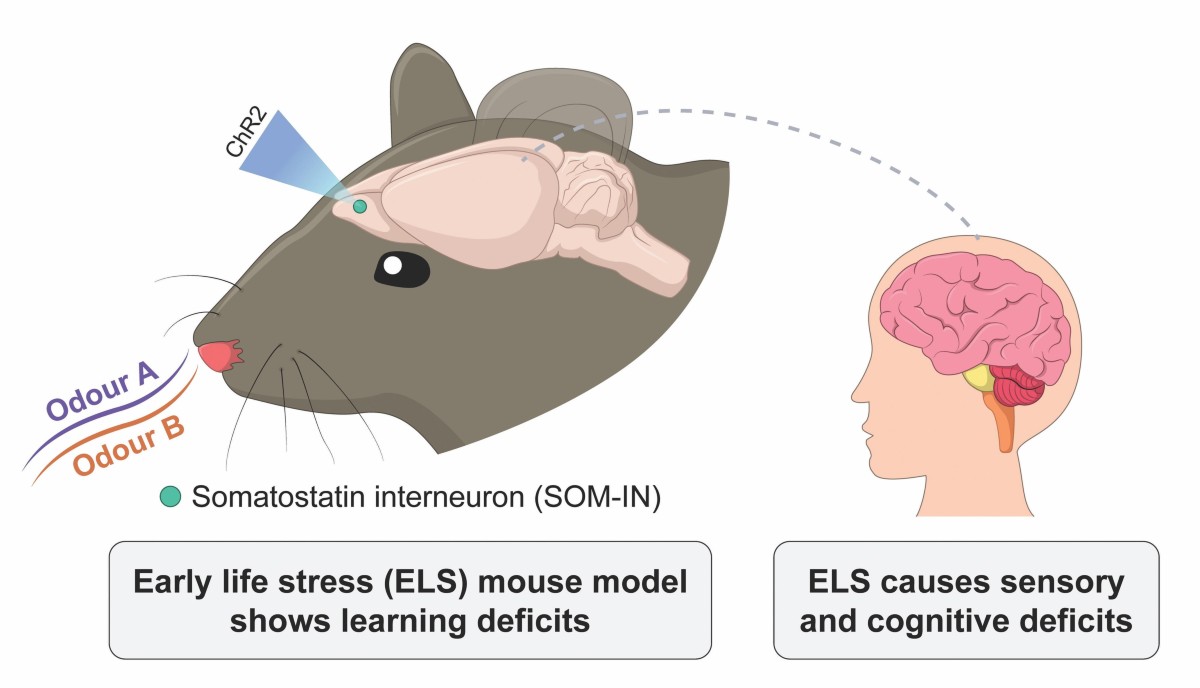 Stress in early life inhibits learning and memory in mice