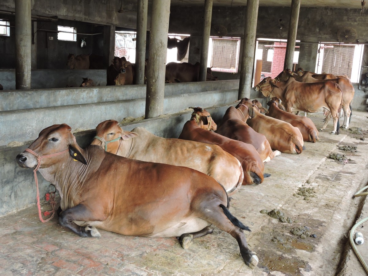 Haemorrhagic septicaemia mostly hits cattle and buffalo in south India