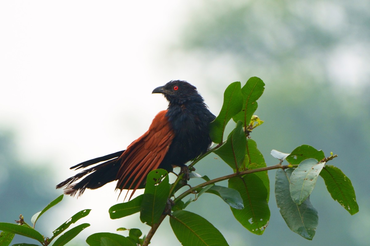 Surprise species scavenging human food waste