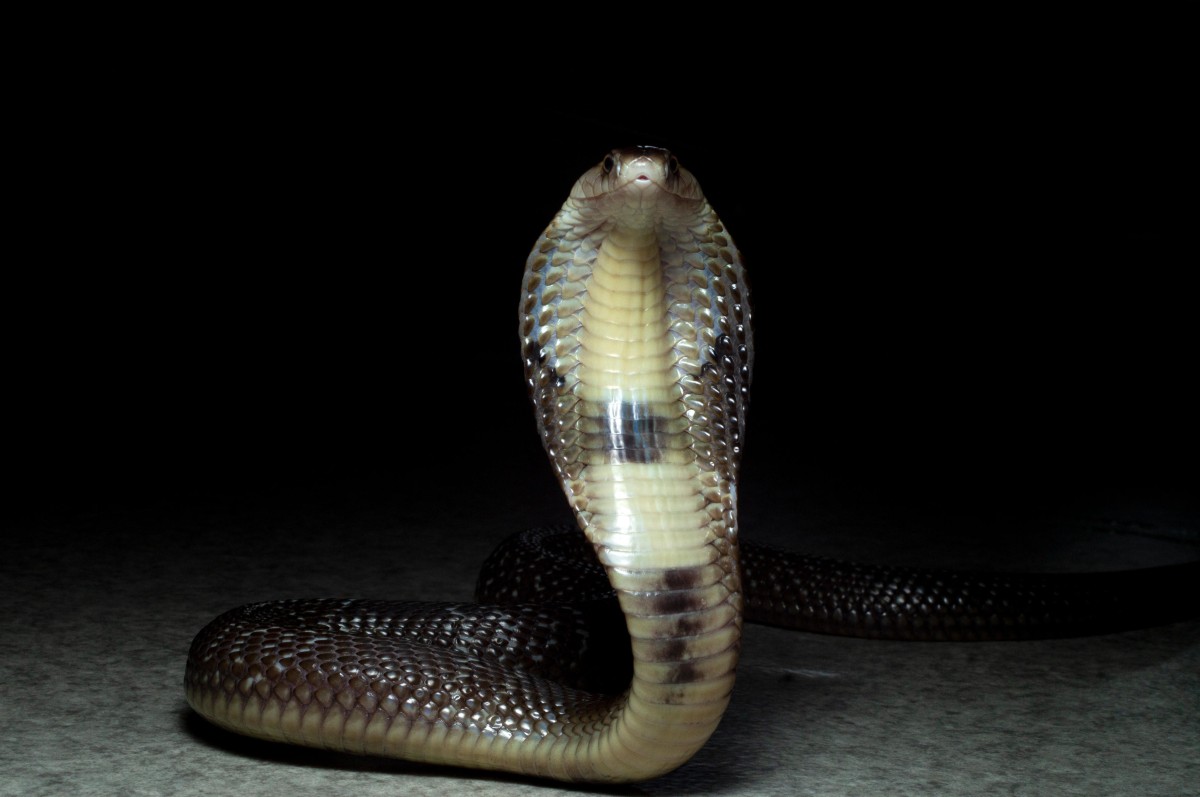 Elapidae Snake
