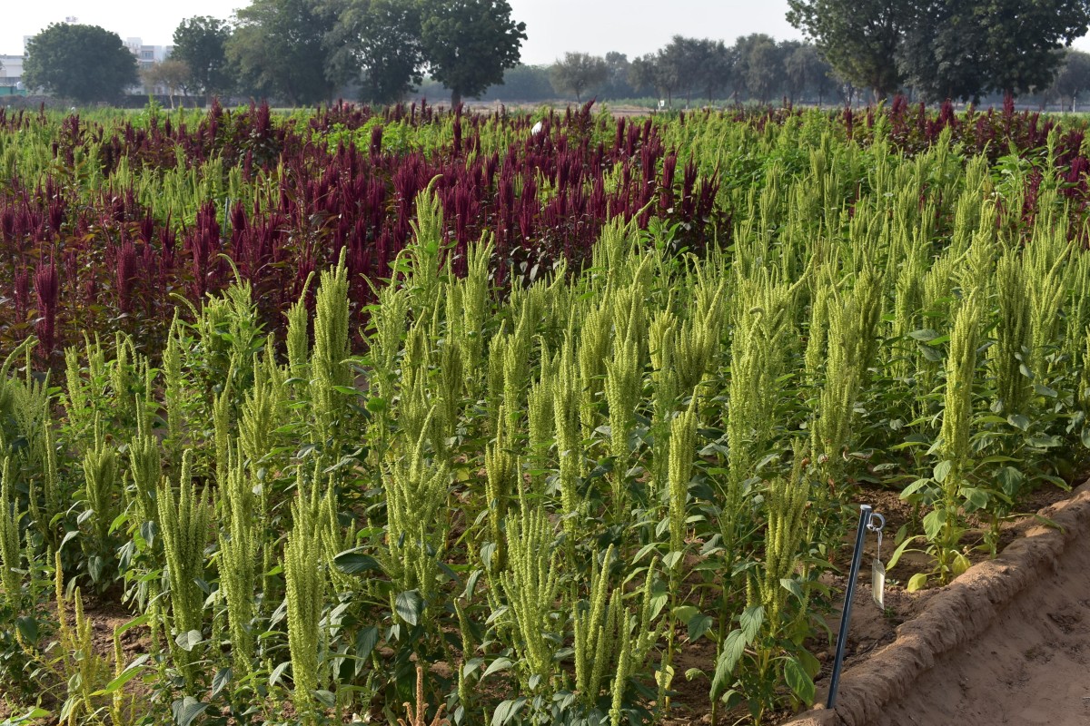 India adapts to climate change with new resilient crops