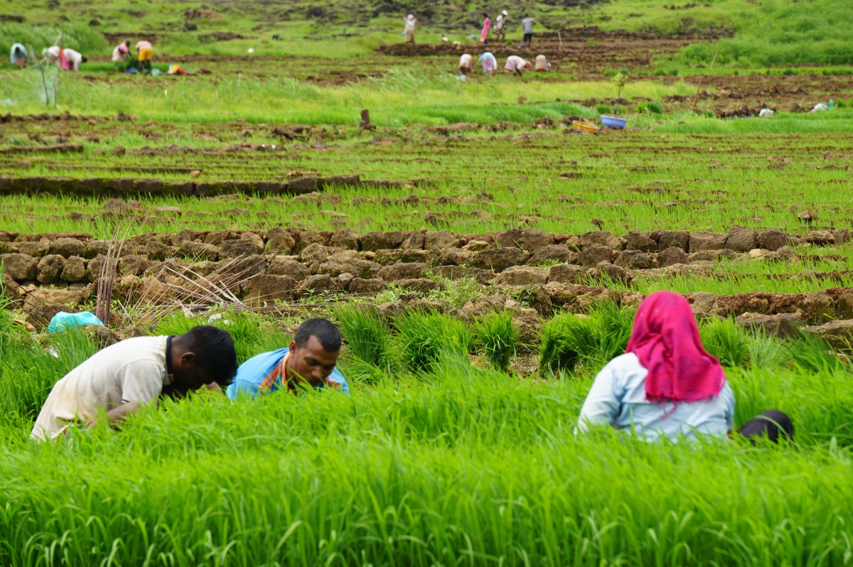 People must be at the heart of GMO policies