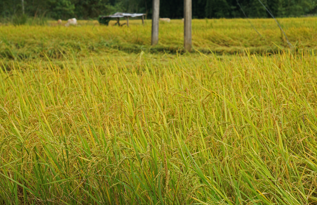 Rice varieties that best use nitrogen, phosphorus fertilizers revealed