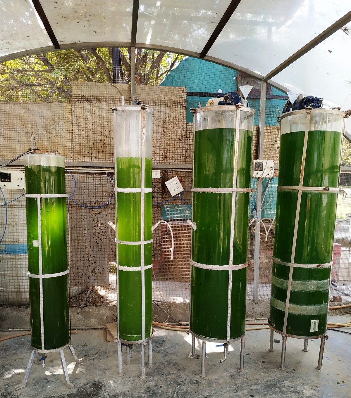 Boosting algae's carbon absorption