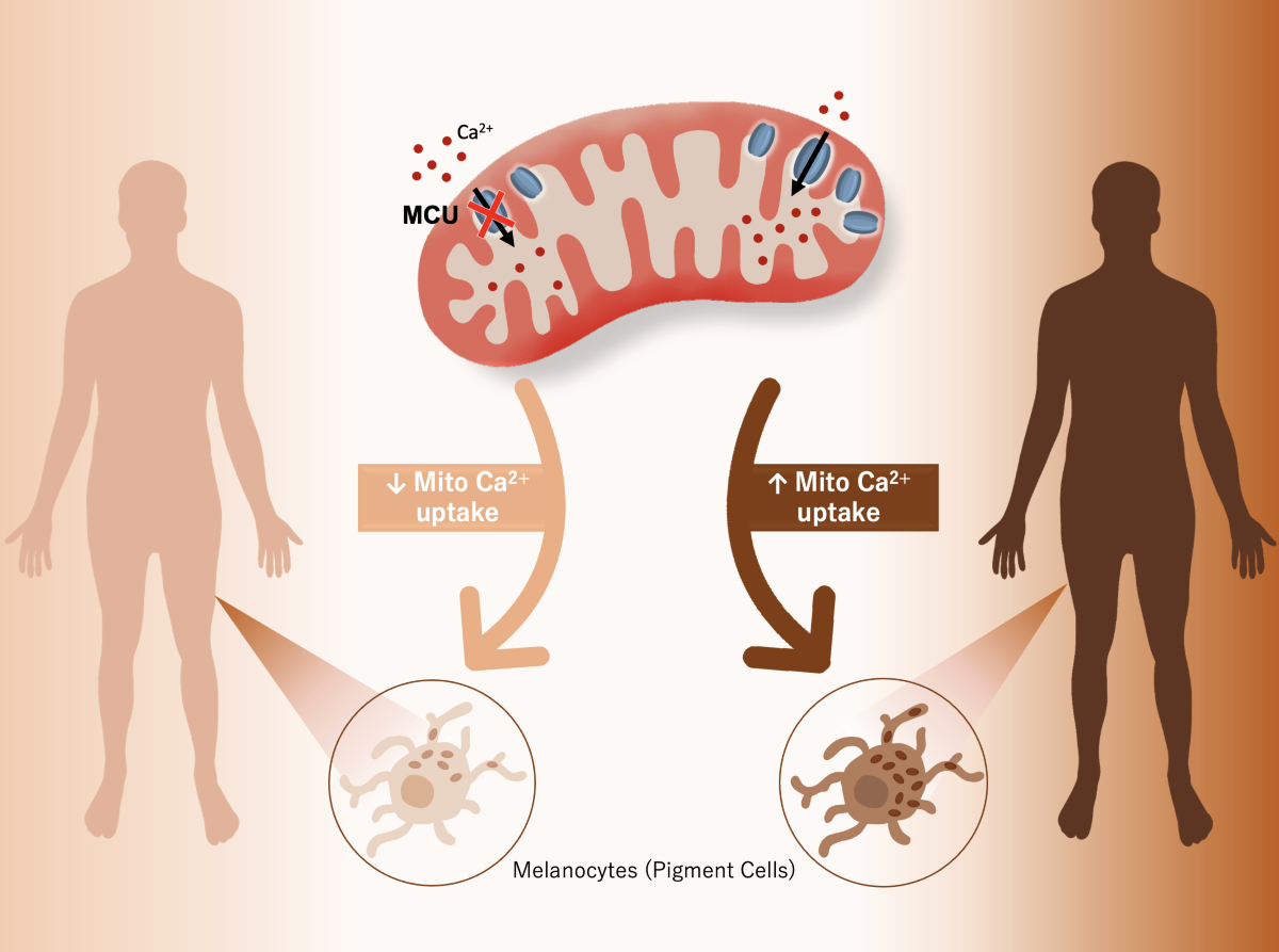 How mitochondrial calcium shapes skin pigmentation