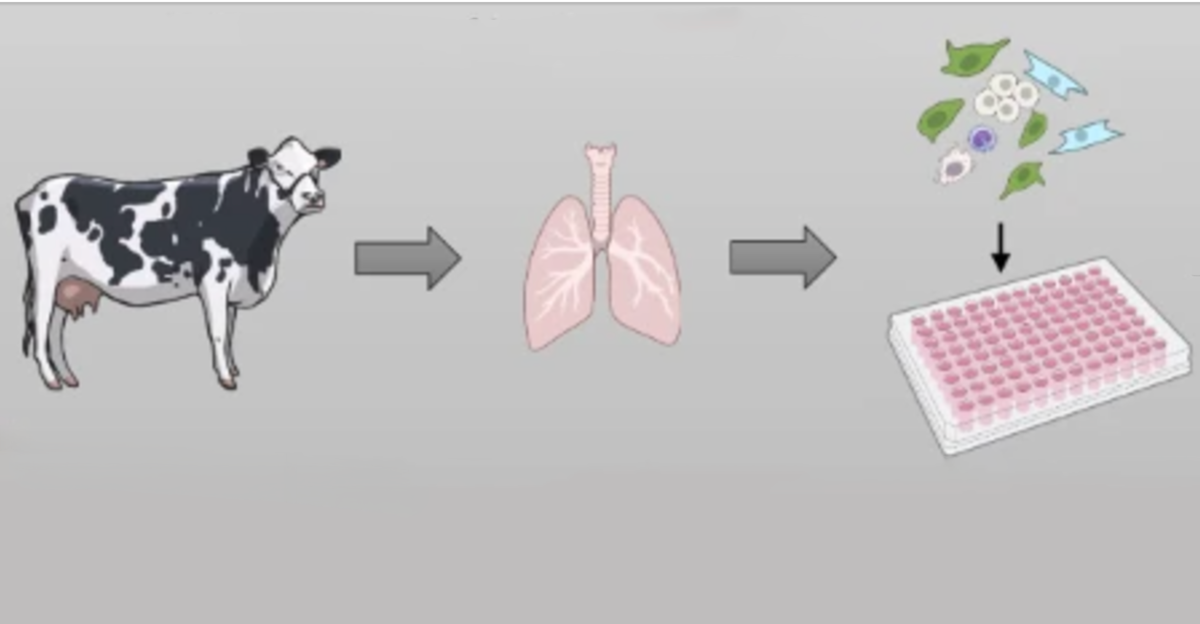 A mini cow lung built in a lab sheds light on TB onset