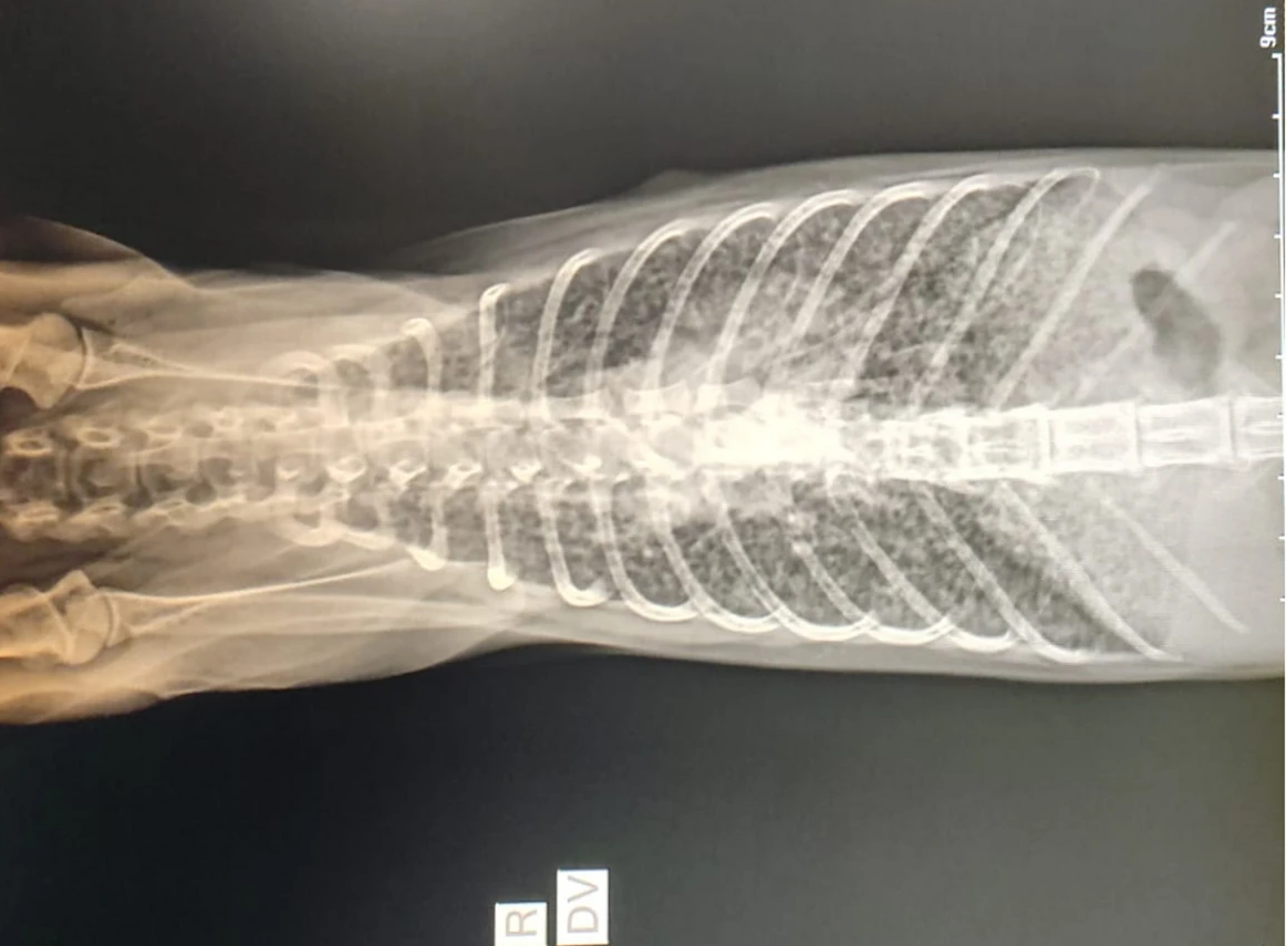 Death of stray cat reveals hidden spread of a tuberculosis bacterium