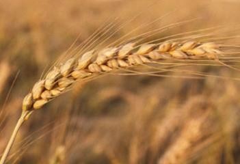 How real is the wheat stem rust threat?