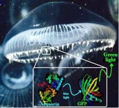 Glow protein gives living cells new life