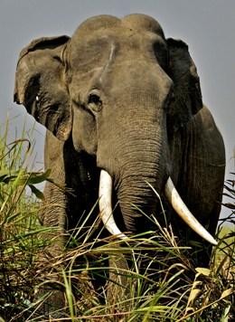 A tusk-less future for the Asian elephant