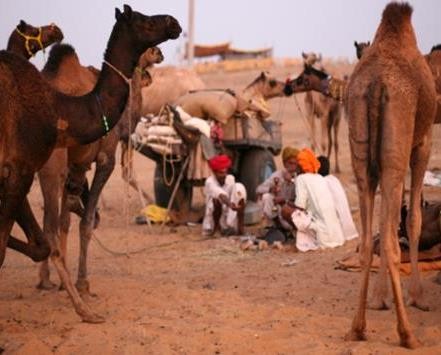 Diabetes-free desert tribe intrigues researchers