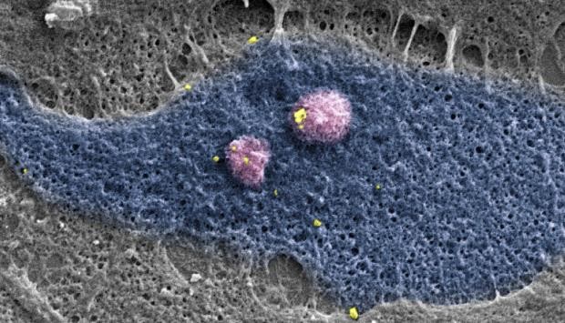 Demystifying mythical properties of ancient gold ash