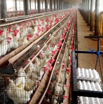 Poultry farms breeding more than chickens