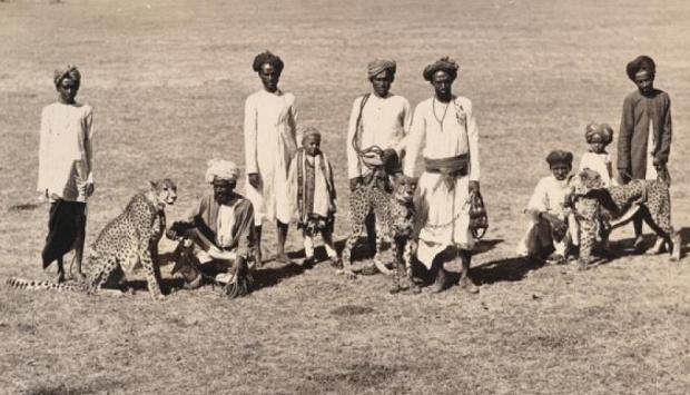 Genetic study traces origin of extinct Indian cheetah