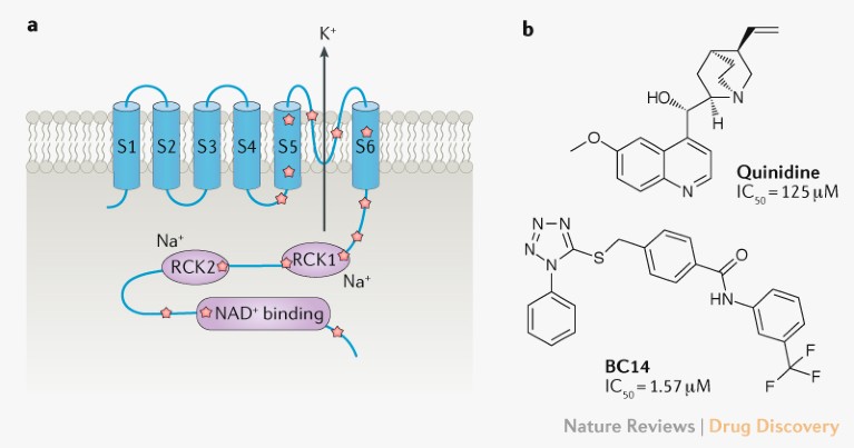 KNa1.1 channels as a target for treating early-onset epilepsy