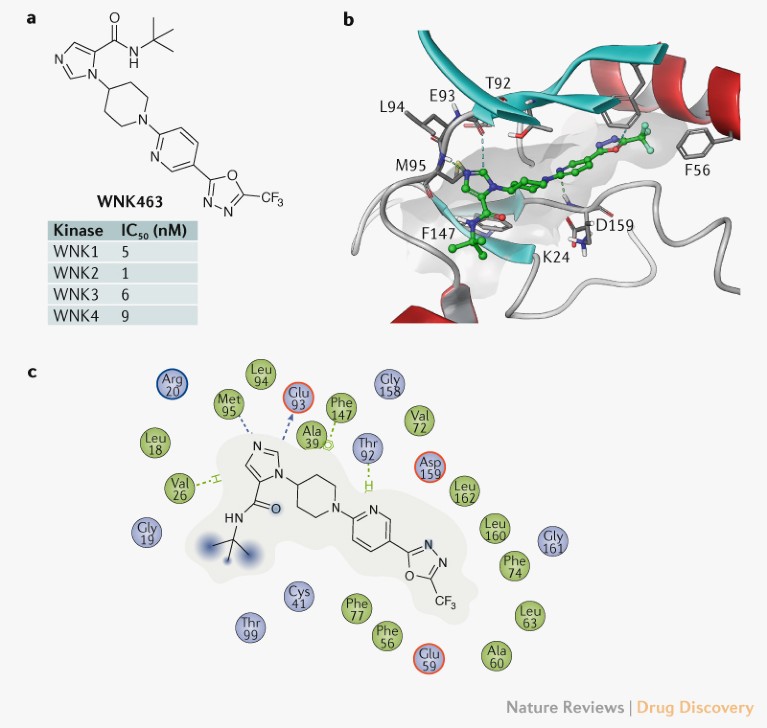 WNK kinases: an untapped opportunity to modulate ion transport