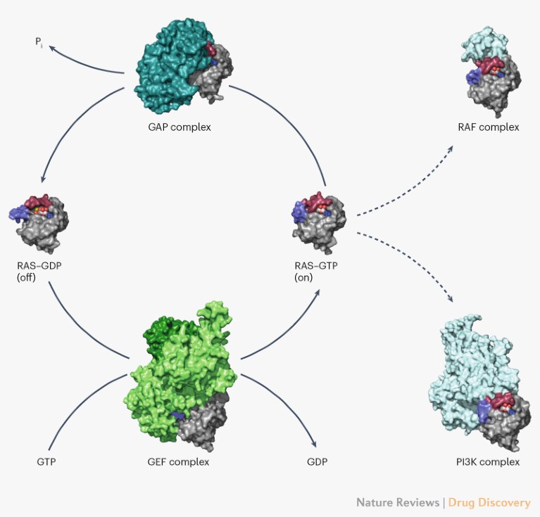 The KRAS crowd targets its next cancer mutations