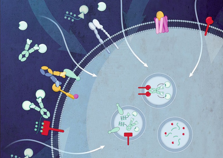 Extracellular targeted protein degrader removes antibodies in first ...