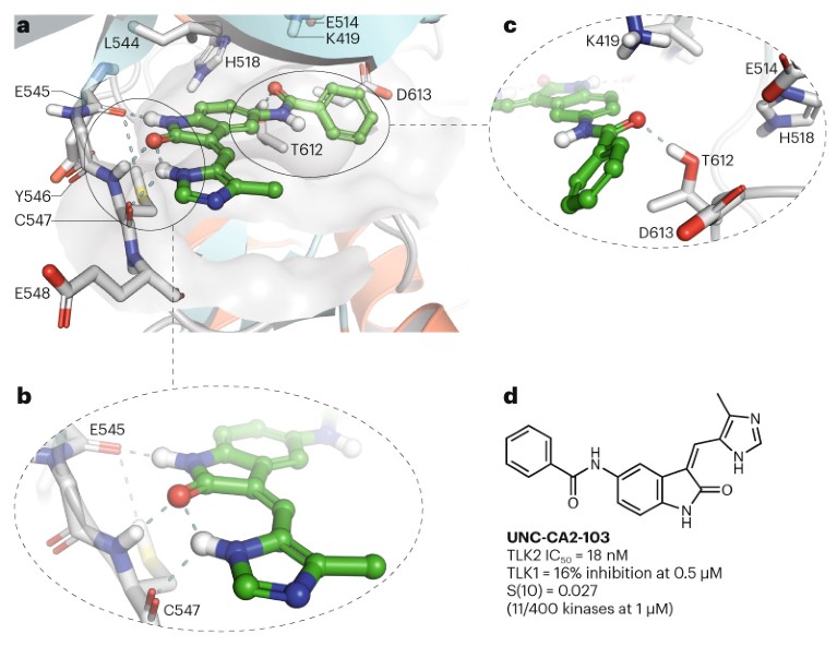 TLK2: a target for cancer and viral latency