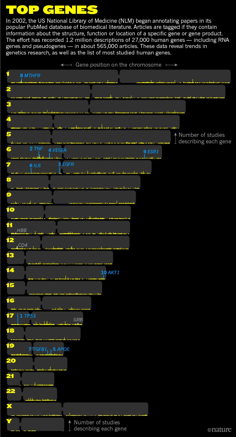 The most popular genes in the human genome