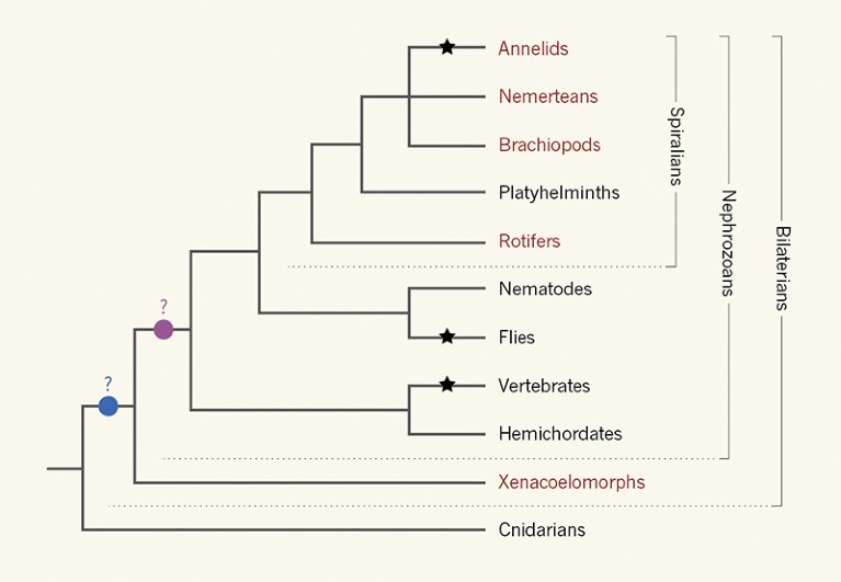 Nervous System Tree