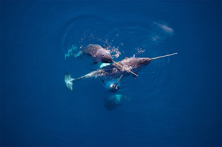 Narwhals’ mixed-up response to fear could kill them