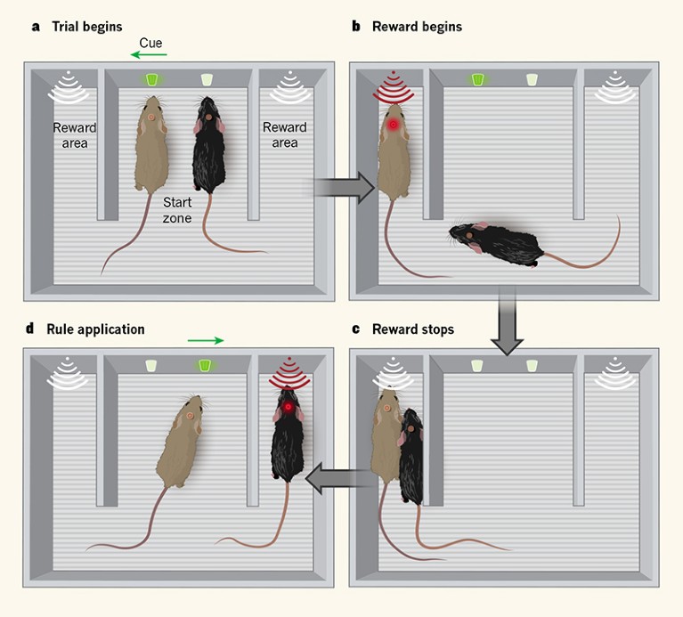 Mice learn to avoid the rat race