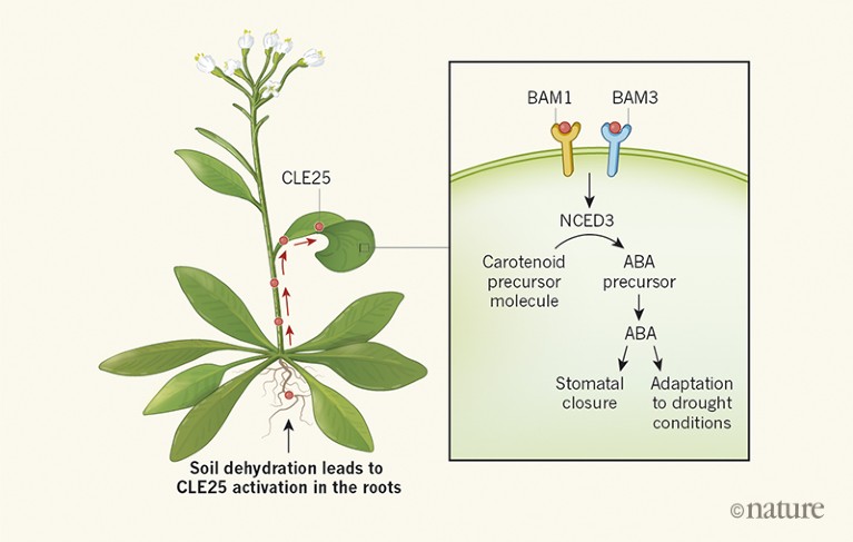 Peptide signal alerts plants to drought