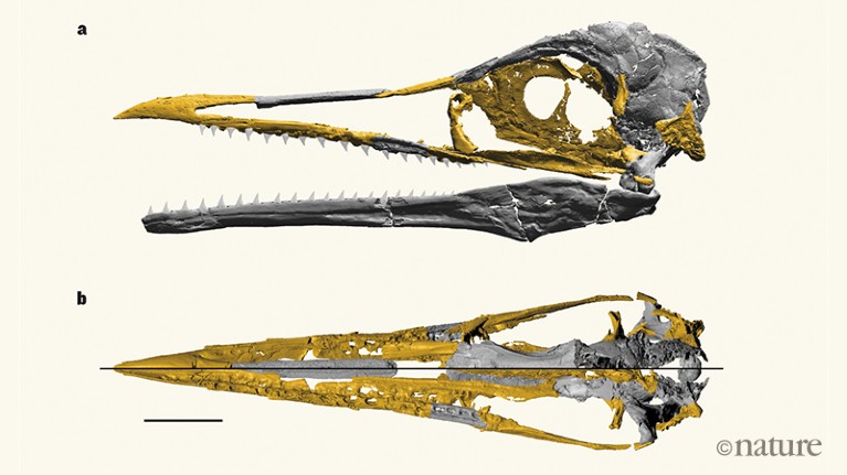 Evolutionary insights from an ancient bird