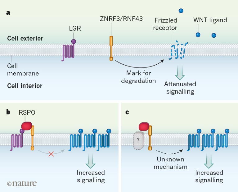 Rethinking WNT signalling