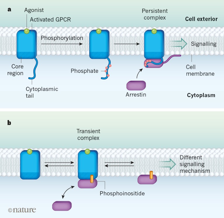 Activation mechanisms for a universal signalling protein
