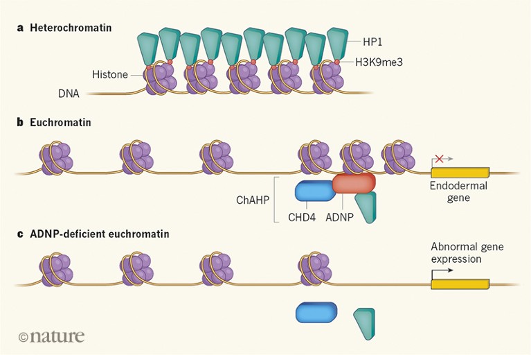 HP1 proteins safeguard embryonic stem cells