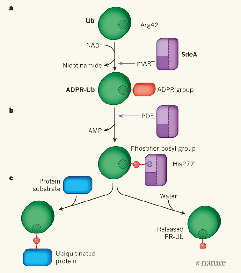 Deciphering the catalytic mechanism of bacterial ubiquitination