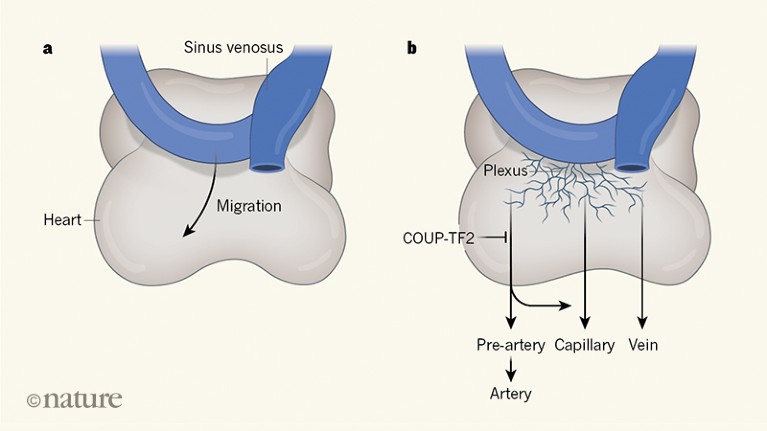 Coronary artery development, one cell at a time