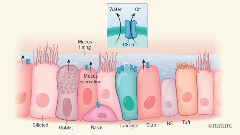 Profile of an unknown airway cell