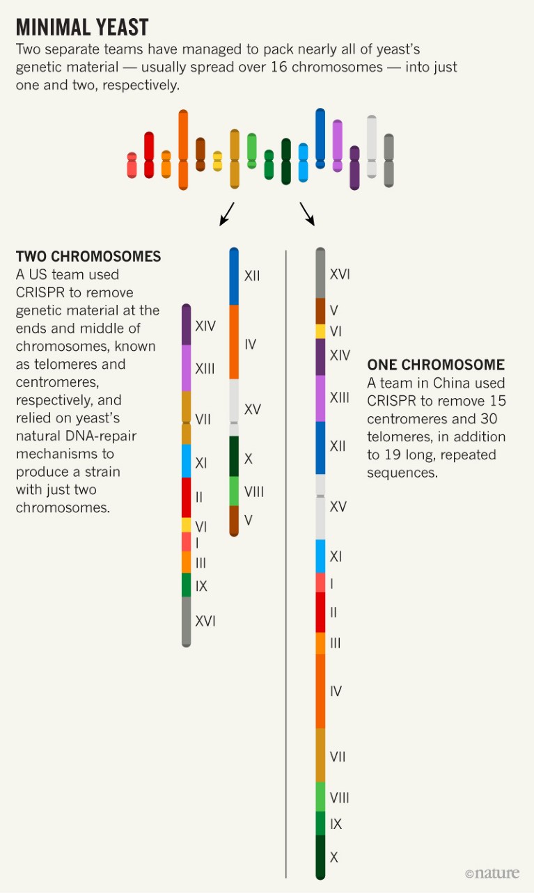 Entire yeast genome squeezed into one lone chromosome