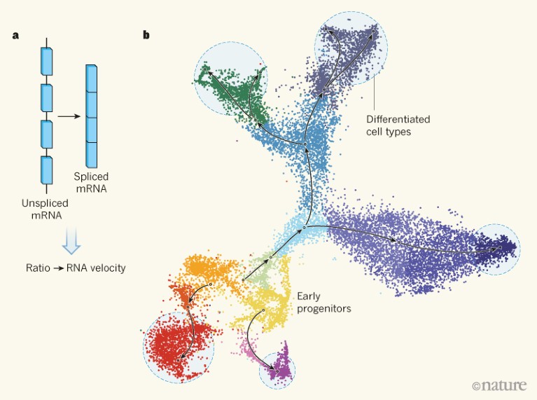 Technique to measure the expression dynamics of each gene in a single cell