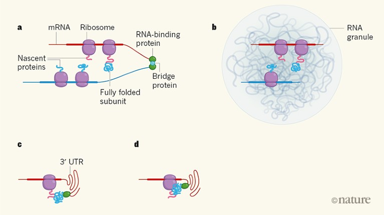 Protein complexes assemble as they are being made