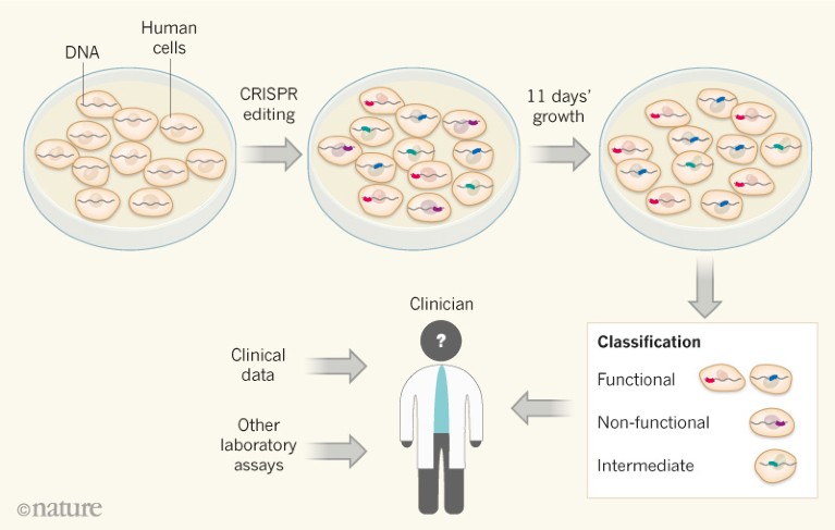 Gene editing reveals the effect of thousands of variants in a key ...