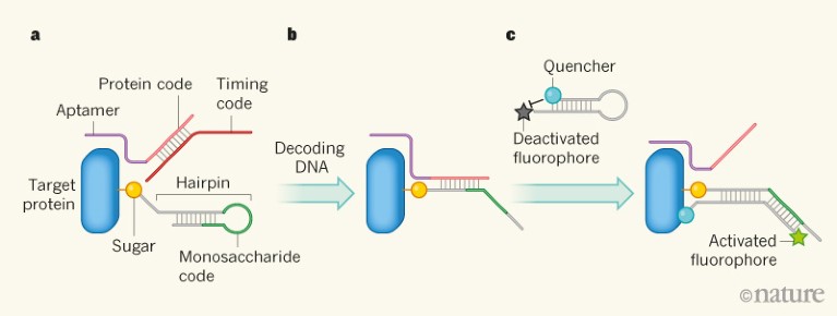 DNA tags used to image sugar-bearing proteins on cells